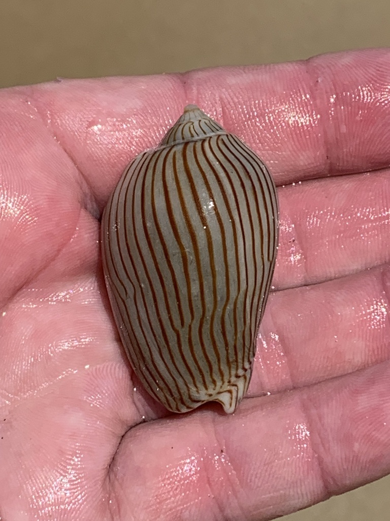 Zebra Volute from Urunga, NSW, AU on February 1, 2024 at 01:41 PM by ...