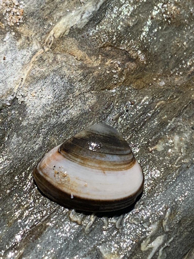 Spisula trigonella from Urunga, NSW, AU on February 1, 2024 at 01:40 PM ...