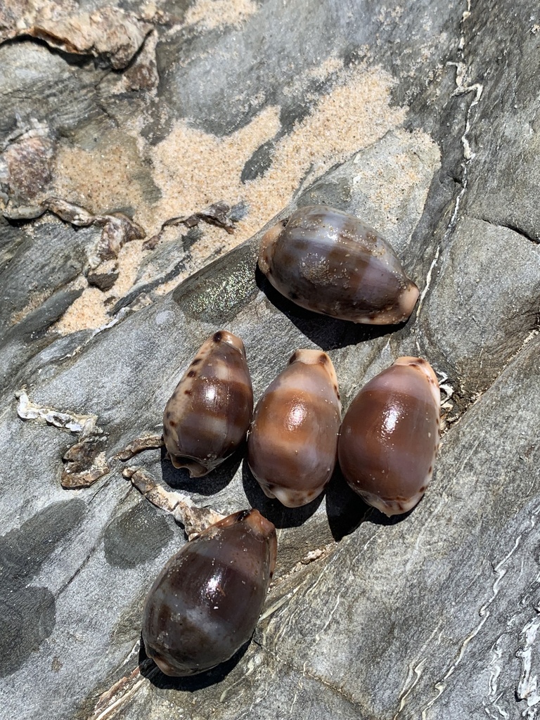 yellow-toothed cowrie from Urunga, NSW, AU on February 1, 2024 at 01:24 ...