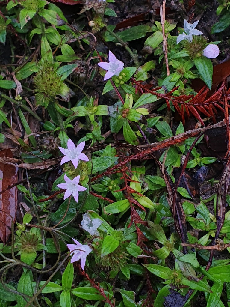 largeflower Mexican clover from Osceola County, FL, USA on January 16 ...
