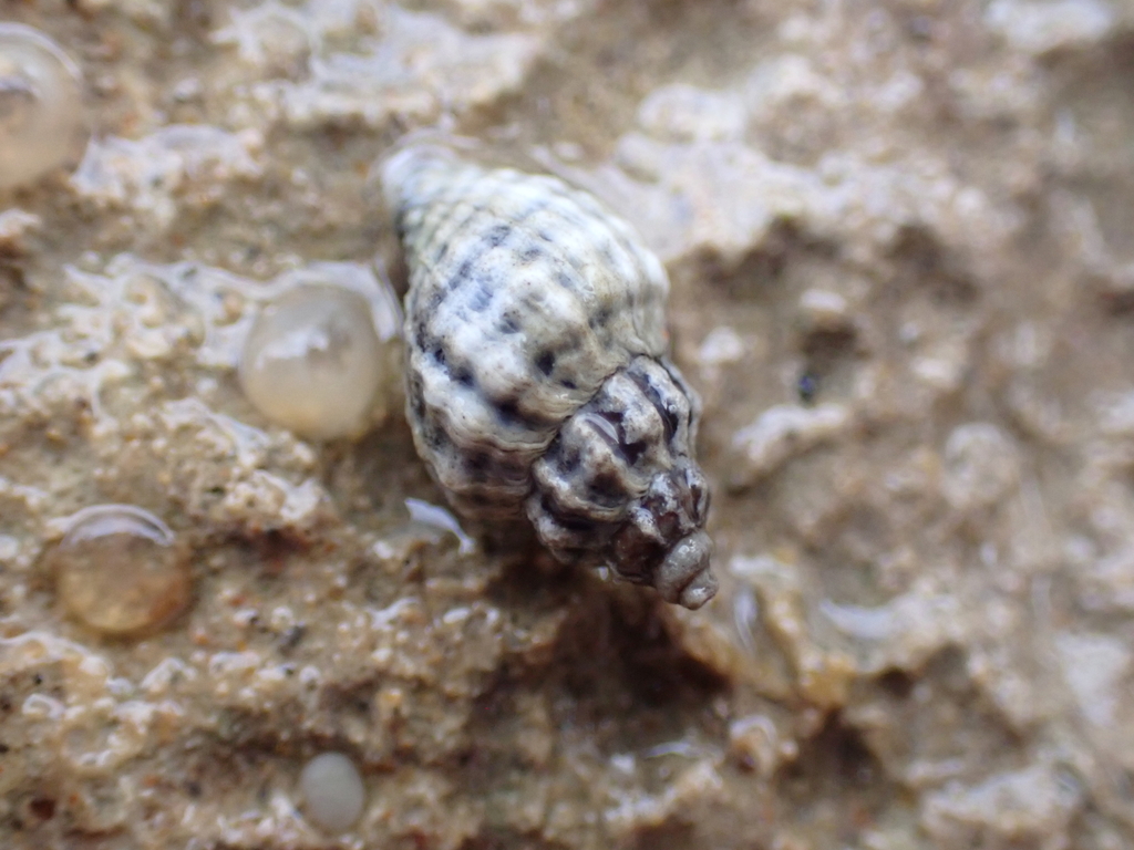 Bedeva vinosa in January 2024 by distinguished_orca · iNaturalist