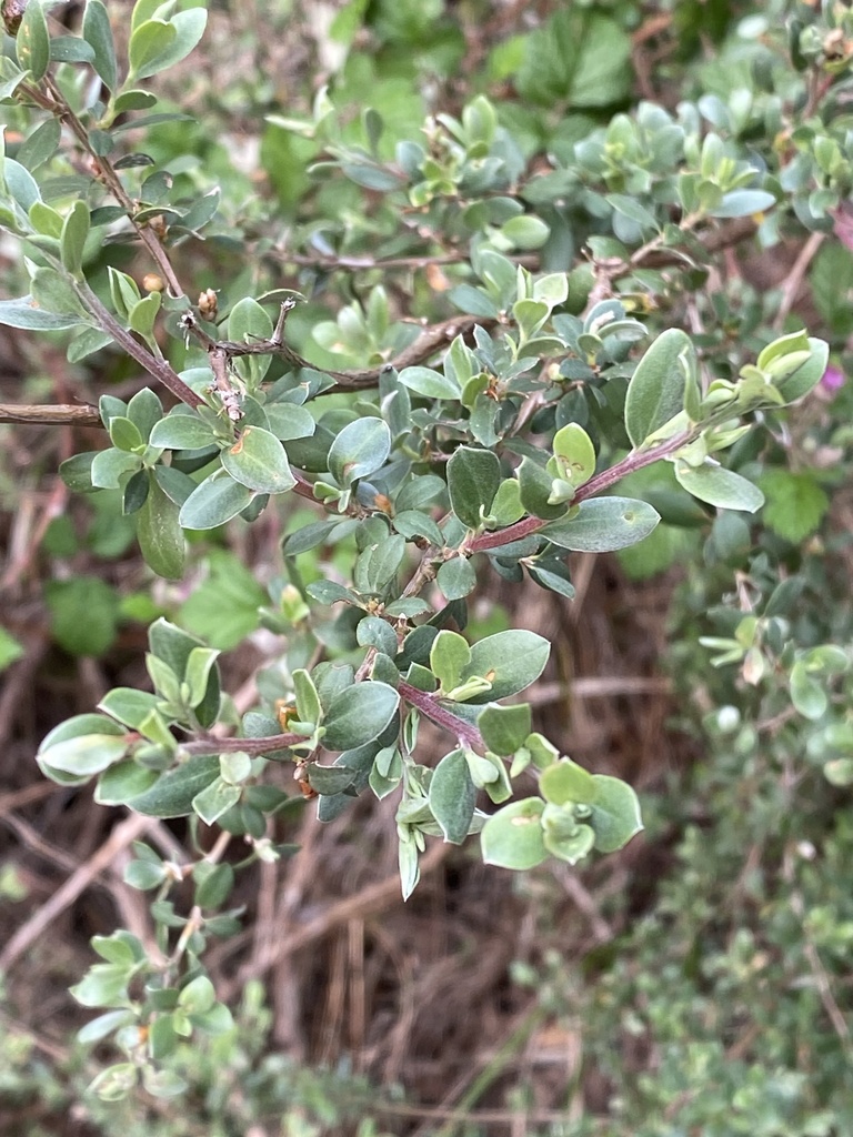 Leptospermum argenteum from Barrington Tops National Park, Moonan Brook ...