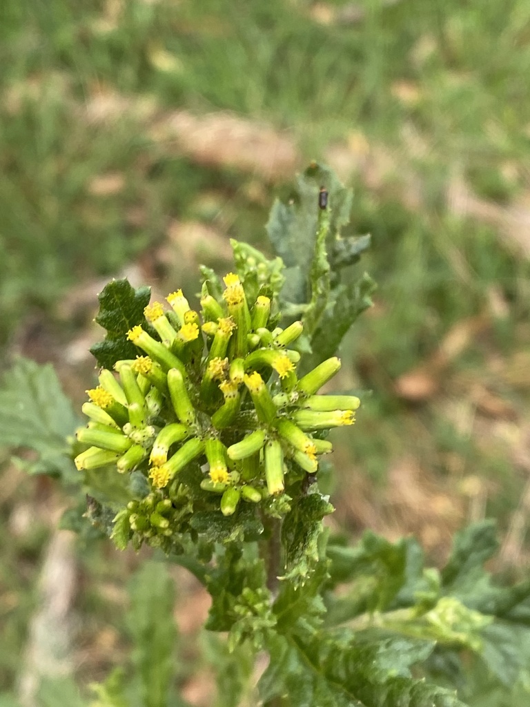 Jagged Fireweed from Barrington Tops National Park, Moonan Brook, NSW ...