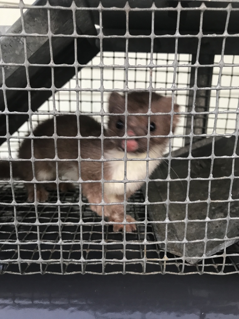 Long-tailed Weasel from 06058, Norfolk, CT, US on April 6, 2019 at 07: ...