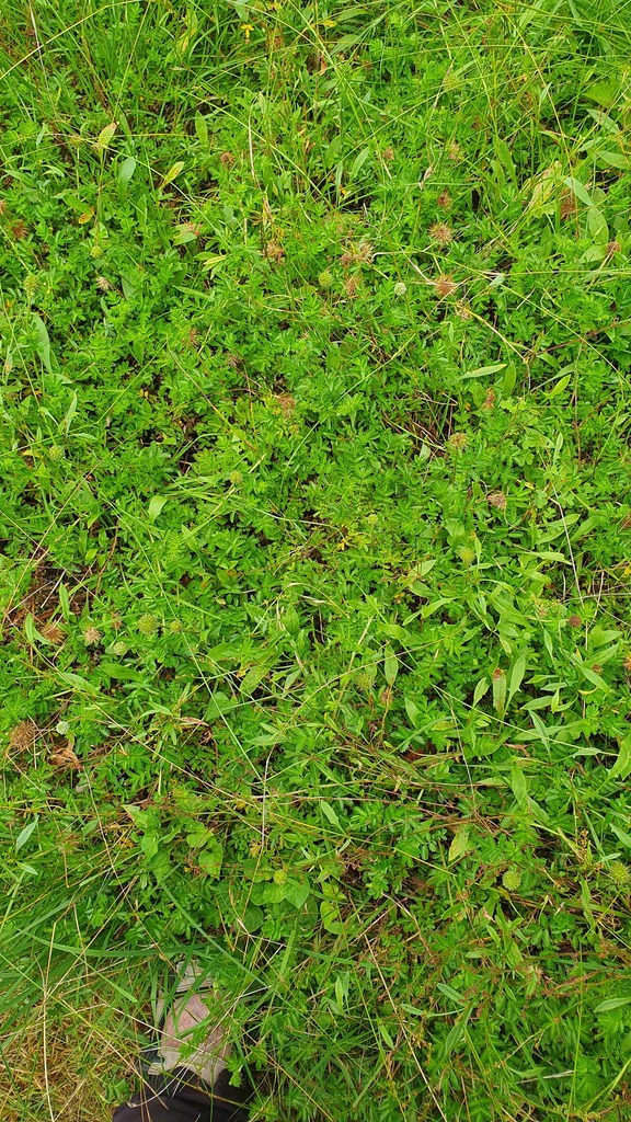 Biddy-biddy in February 2024 by Paul Vale · iNaturalist