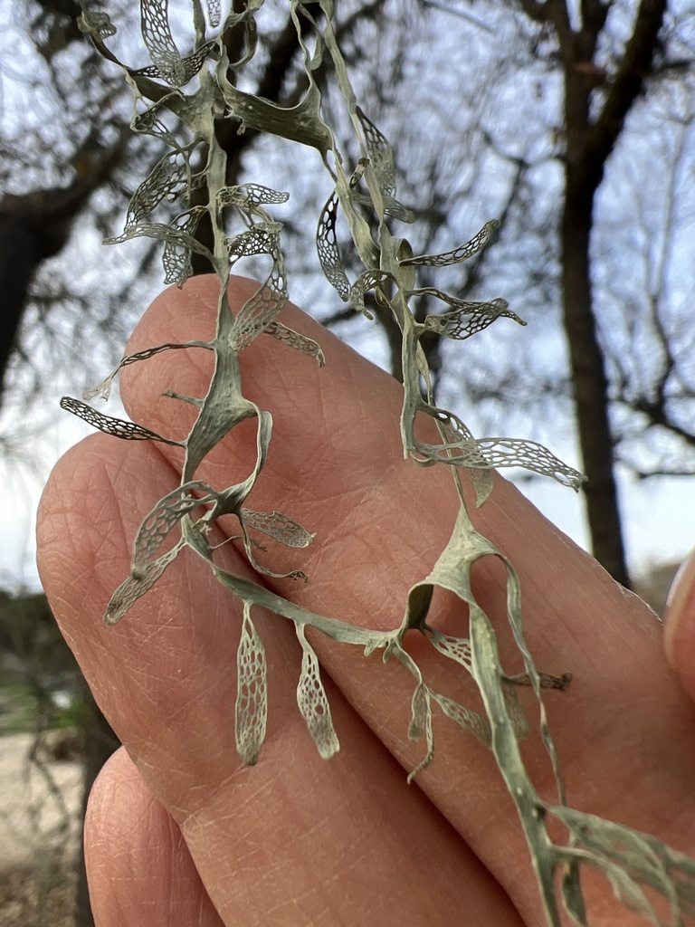 lace lichen from Brinkerhoff Ave, Santa Ynez, CA, US on January 27 ...