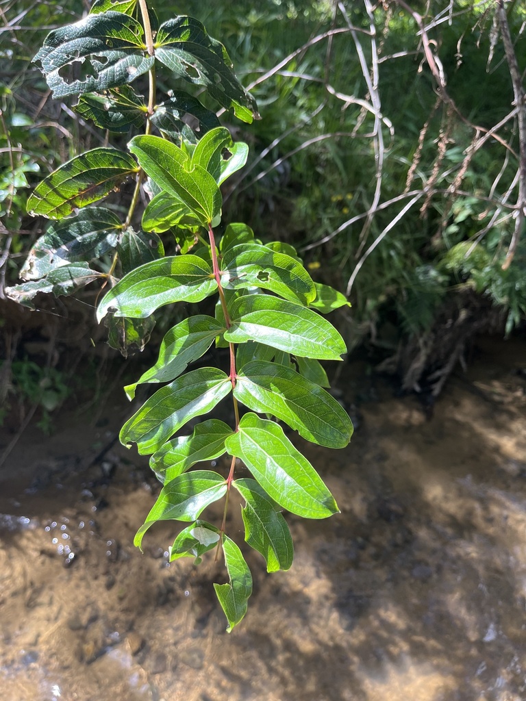 Tree Tutu from North Island, Kaiaua, Waikato, NZ on February 1, 2024 at ...