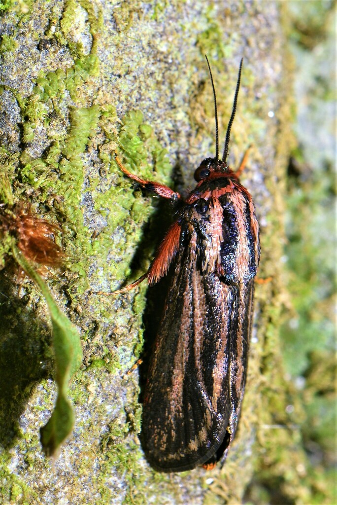 Butterflies and Moths from Rano Kalimpaa, Sedoa, North Lore, Poso ...
