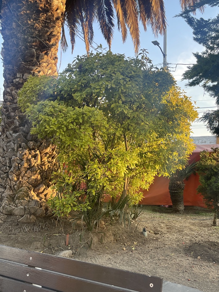 Shamel Ash from Calle Plaza Hidalgo, San Matías Tlalancaleca, Pue., MX ...