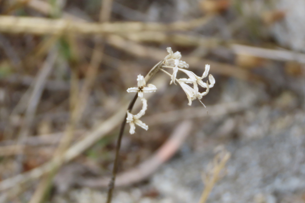 Many-flowered Linanthus from Desert Hot Springs, CA, USA on January 31 ...