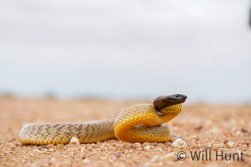 Inland Taipan from Wills, QLD, AU on January 27, 2024 at 07:38 AM by williamhunt94 · iNaturalist