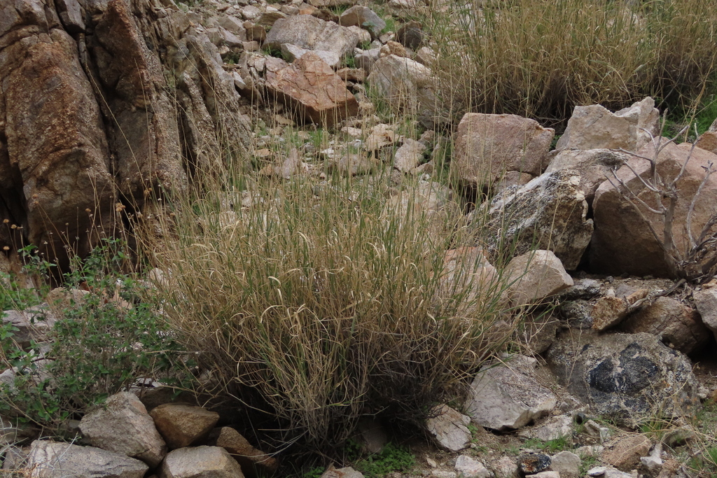 Big Galleta from Desert Hot Springs, CA, USA on January 31, 2024 at 11: ...