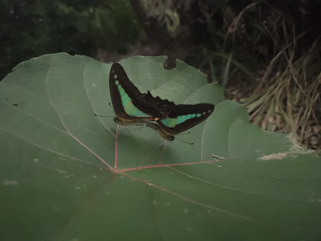 Blue Triangle Butterfly from Camp Mountain QLD 4520, Australia on ...