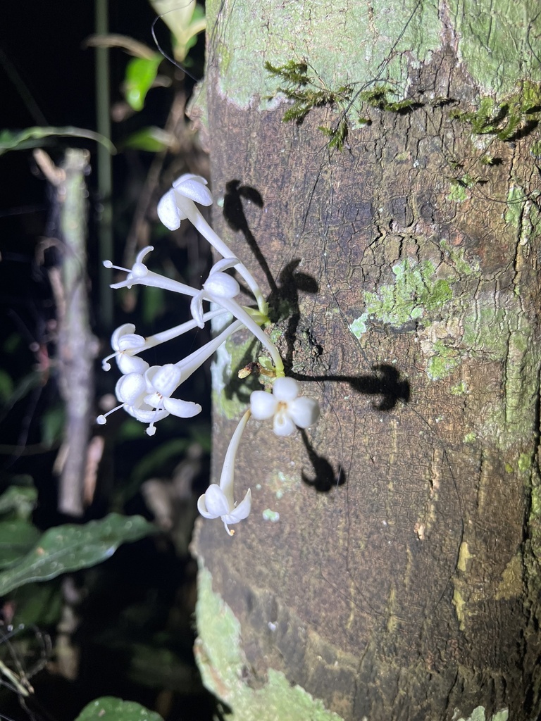 (Phaleria) - Botanical Realm
