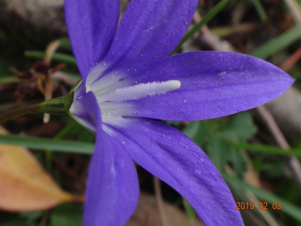 Royal Bluebell from Nelse VIC 3699, Australia on February 3, 2019 at 11 ...