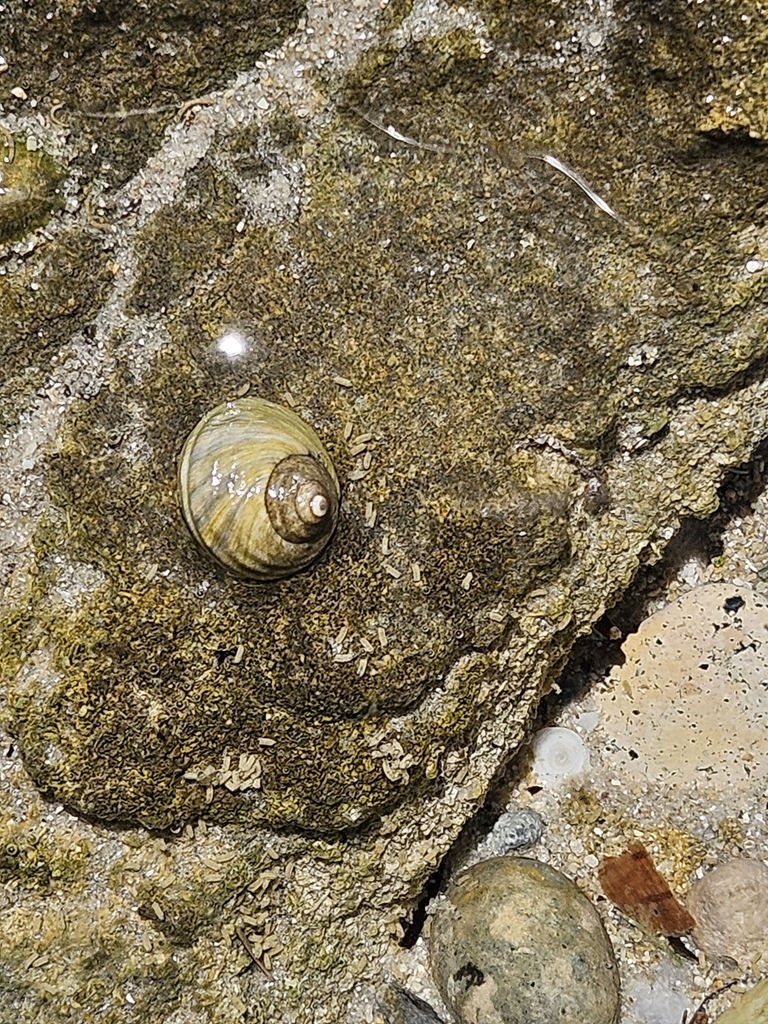 Southern ribbed top snail from Aldinga Beach SA 5173, Australia on ...