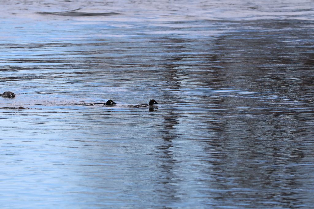 Common Goldeneye from Southeast Calgary, Calgary, AB, Canada on January ...