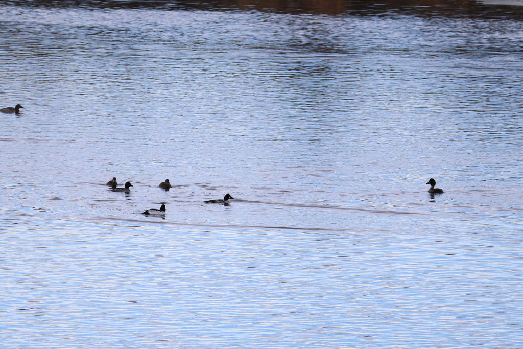 Common Goldeneye from Southeast Calgary, Calgary, AB, Canada on January ...
