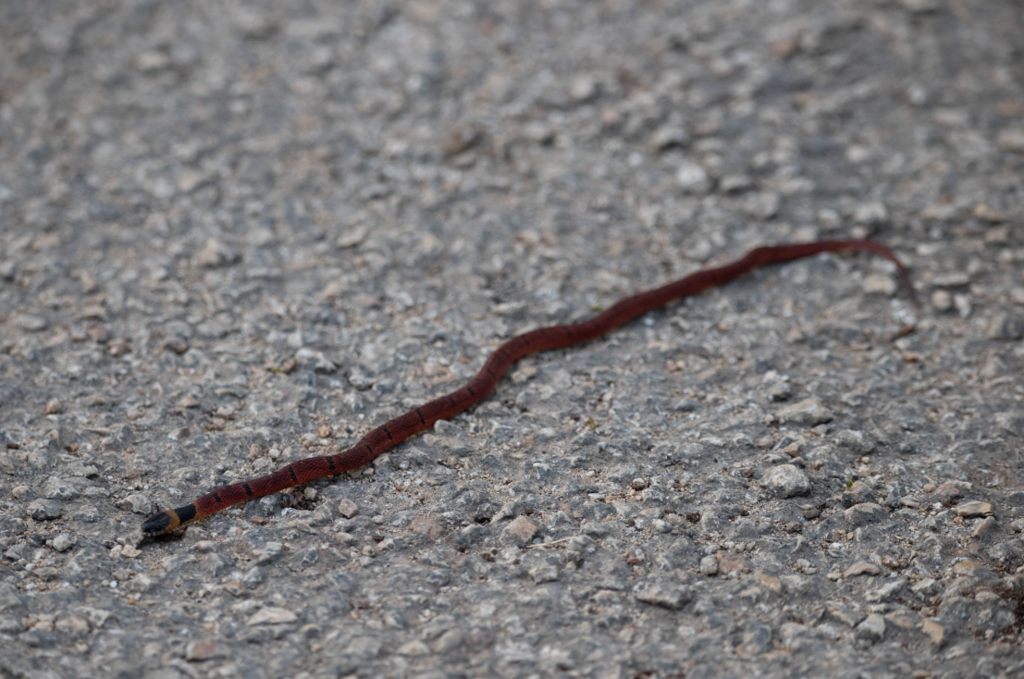 Red Coffee Snake from Xocén, Yuc., México on January 27, 2024 at 01:22 ...