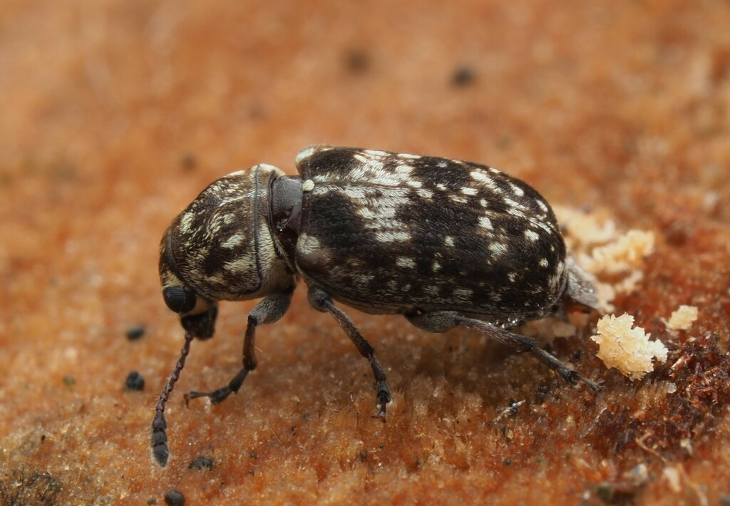 Cacephatus from Potaema track, Egmont National Park on January 31, 2024 ...