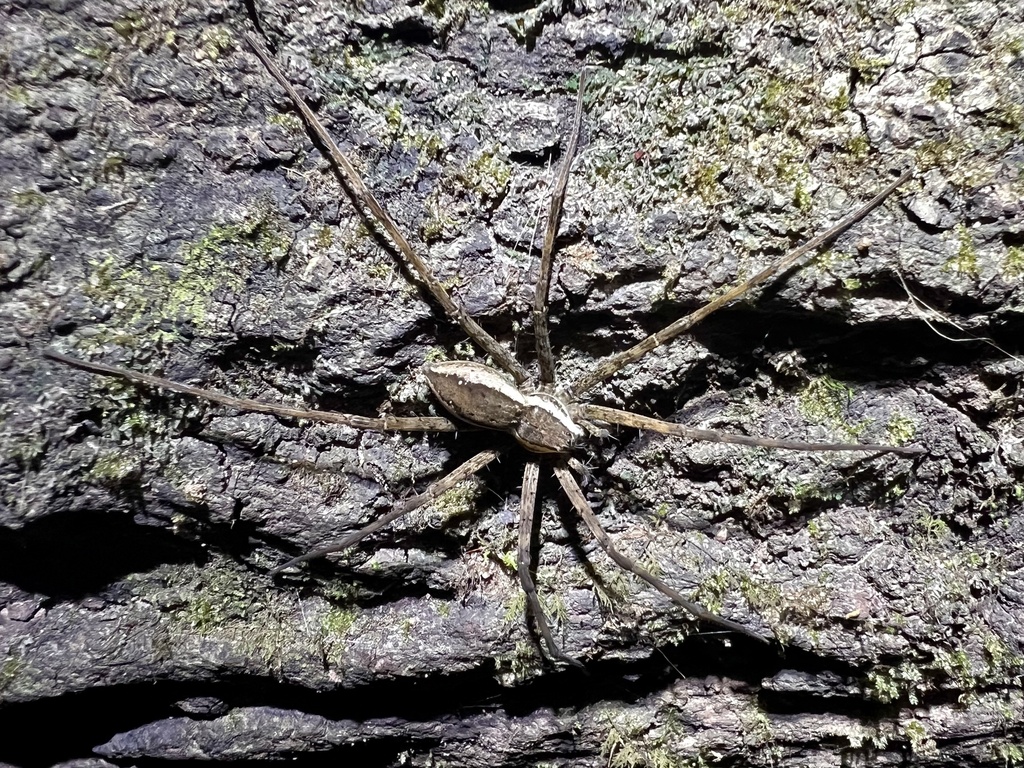 Megadolomedes trux from El Arish Mission Beach Rd, Djiru, QLD, AU on ...