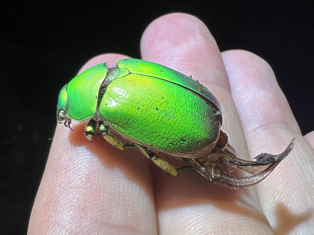 Anoplostethus laetus from El Arish Mission Beach Rd, Djiru, QLD, AU on ...