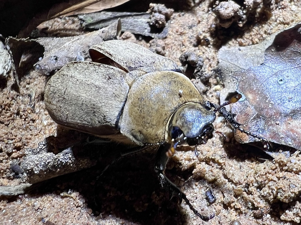 Alepida from El Arish Mission Beach Rd, Djiru, QLD, AU on January 4 ...