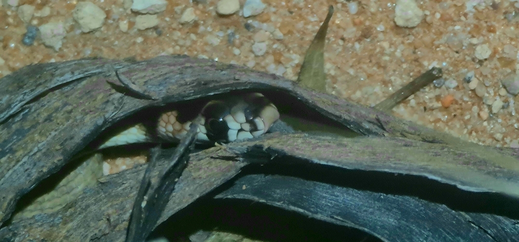 Shield-snouted Brown Snake from Lindsay Point VIC 3496, Australia on ...