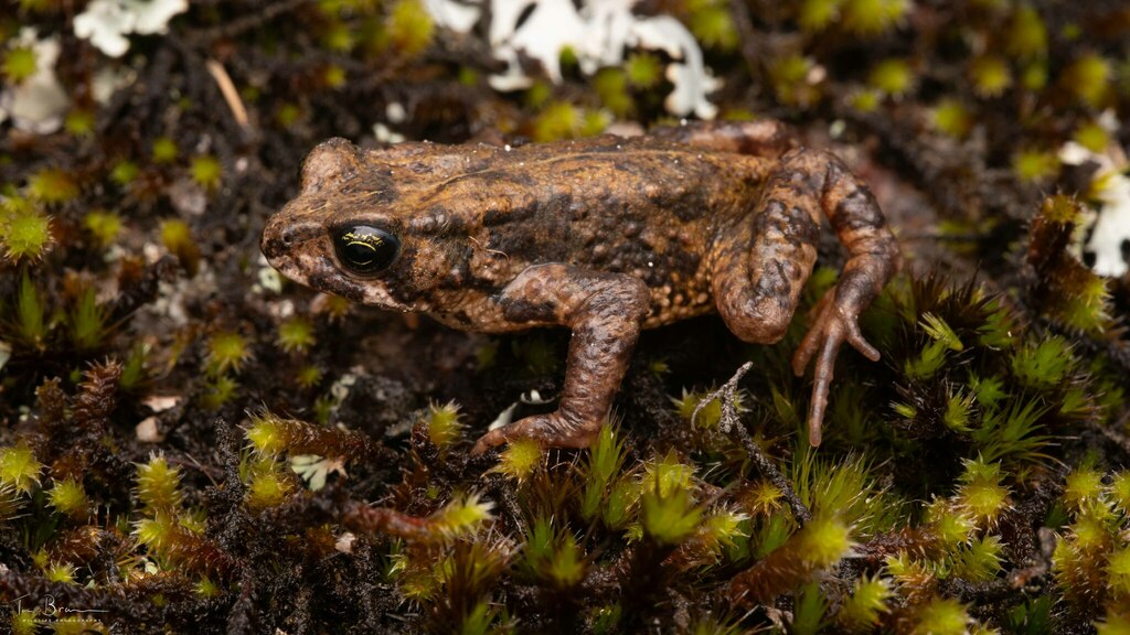 Nyika Dwarf Toad in January 2024 by Tim Brammer · iNaturalist