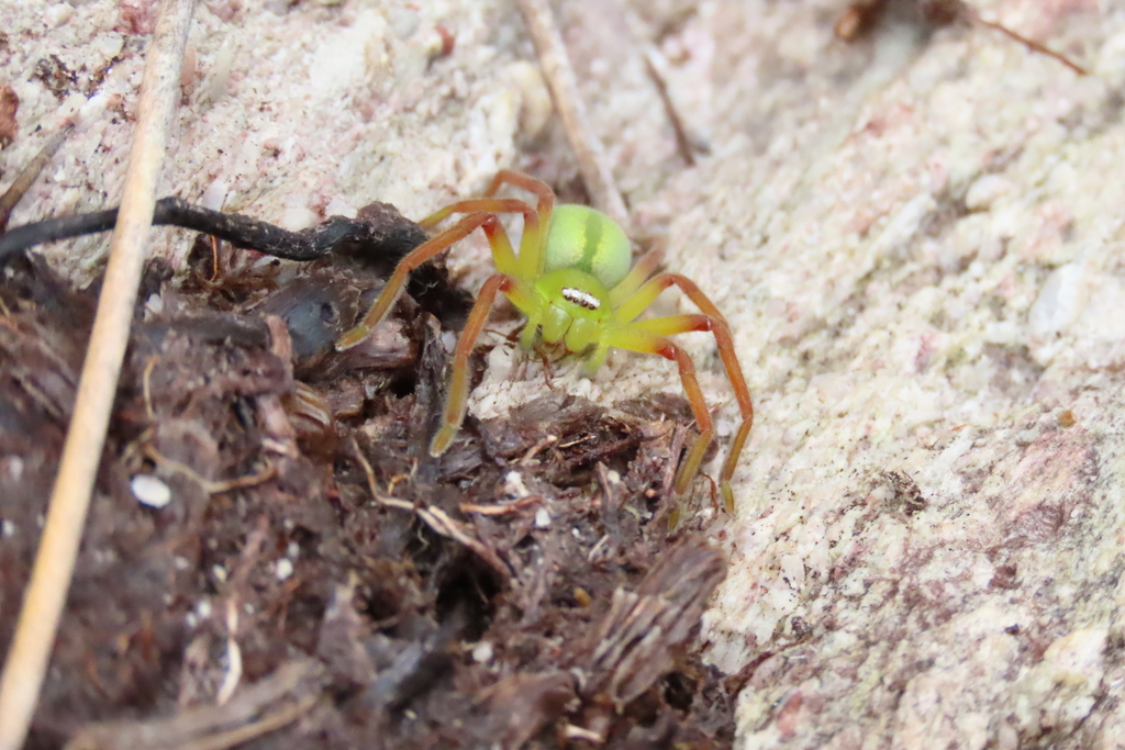 Tasmanian Football Spider from Southwest TAS 7116, Australia on January ...