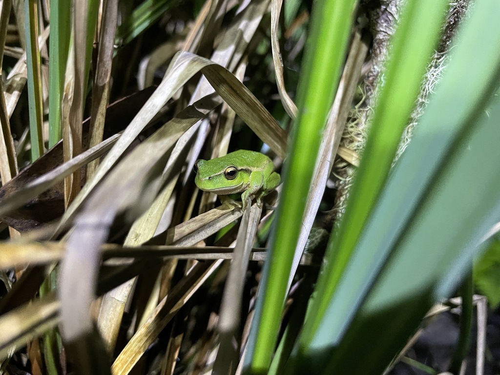Southern Stream Frog from Geehi NSW 2642, Australia on December 16 ...