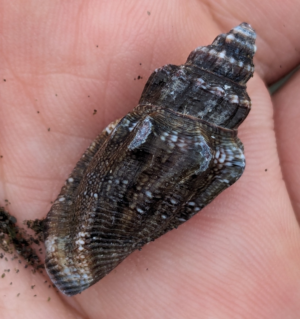 Labiate Stromb from VM2F+RJX, Pemuteran, Gerokgak, Buleleng Regency ...