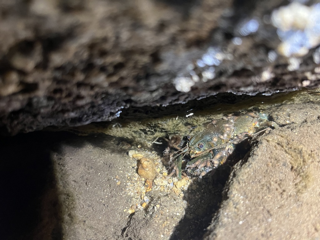 Crustaceans from Munyang NSW, Australia on December 18, 2023 at 09:14 ...