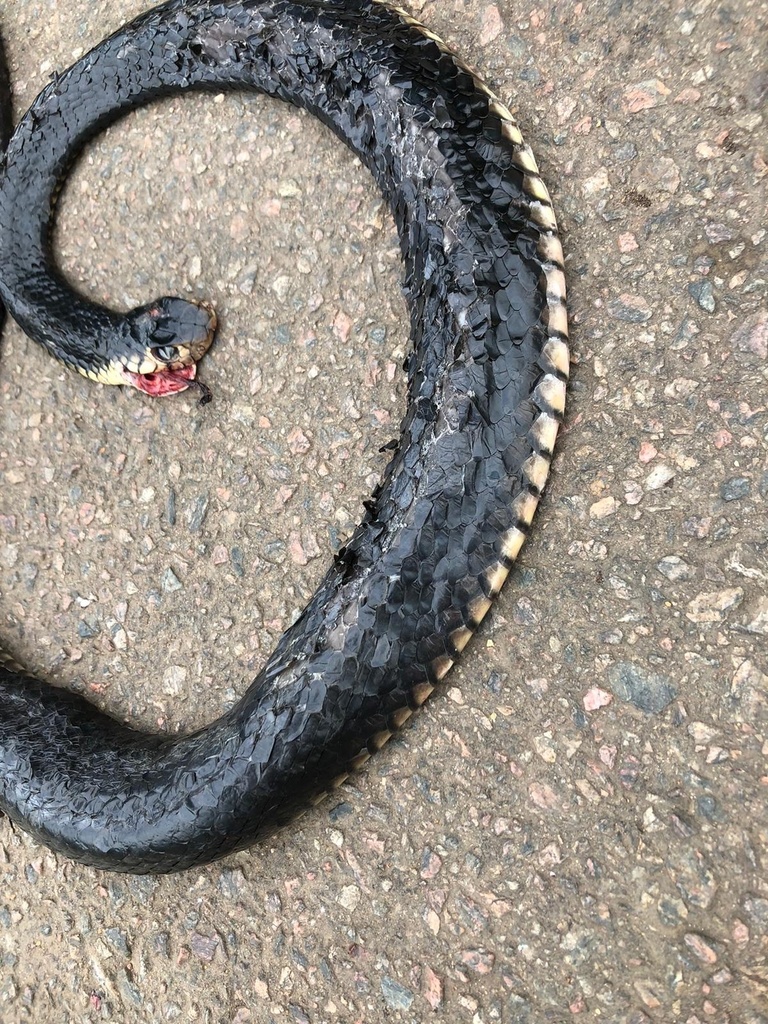 African Tree Cobra from Ogooué, Moyen-Ogooue, GA on September 14, 2023 ...