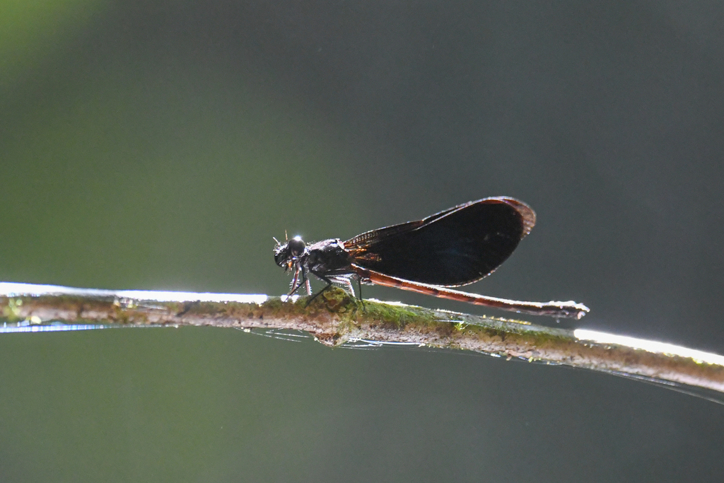 Euphaea splendens from Makandawa Forest Reserve, Sri Lanka on January ...