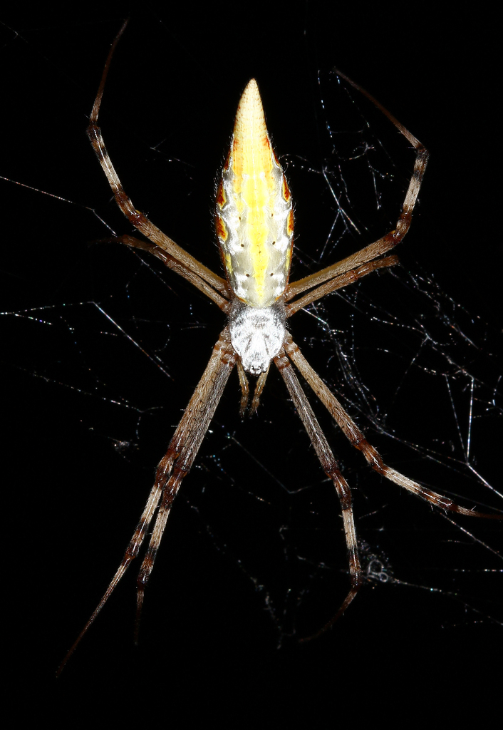 Tailed Forest Spider from Turrawan NSW 2390, Australia on November 6 ...