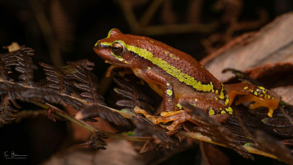 Variable Reed Frog from Rumphi, Malawi on January 22, 2024 at 06:47 PM ...