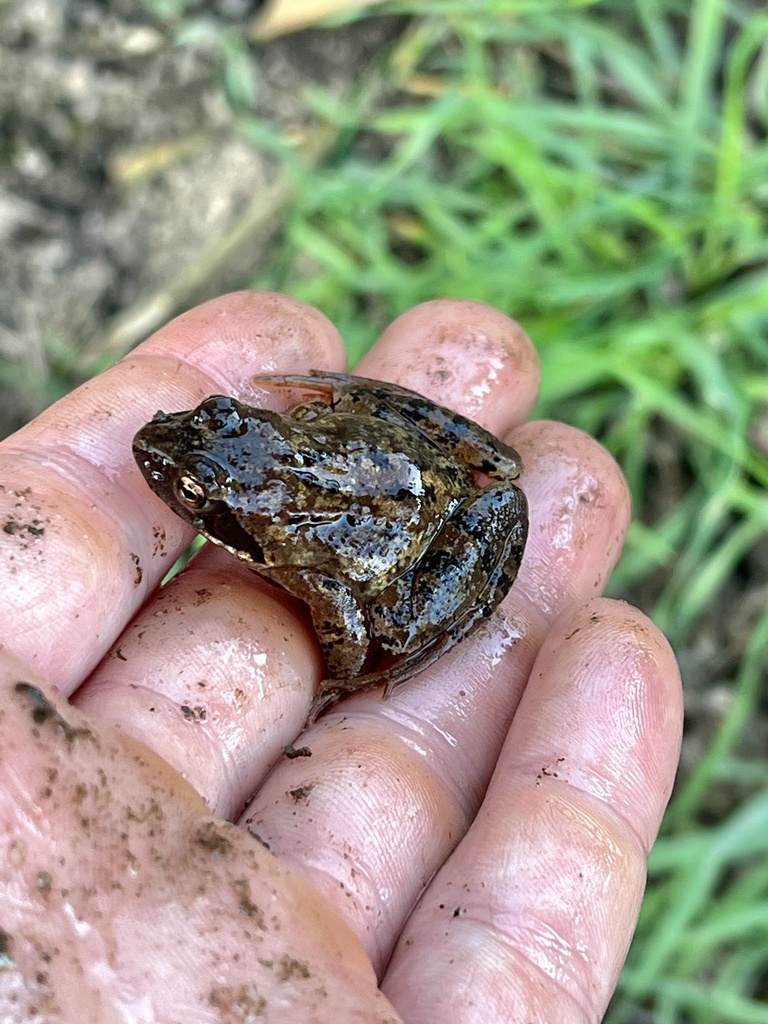 European Common Frog from Ahun, Nouvelle-Aquitaine, FR on 30 January ...