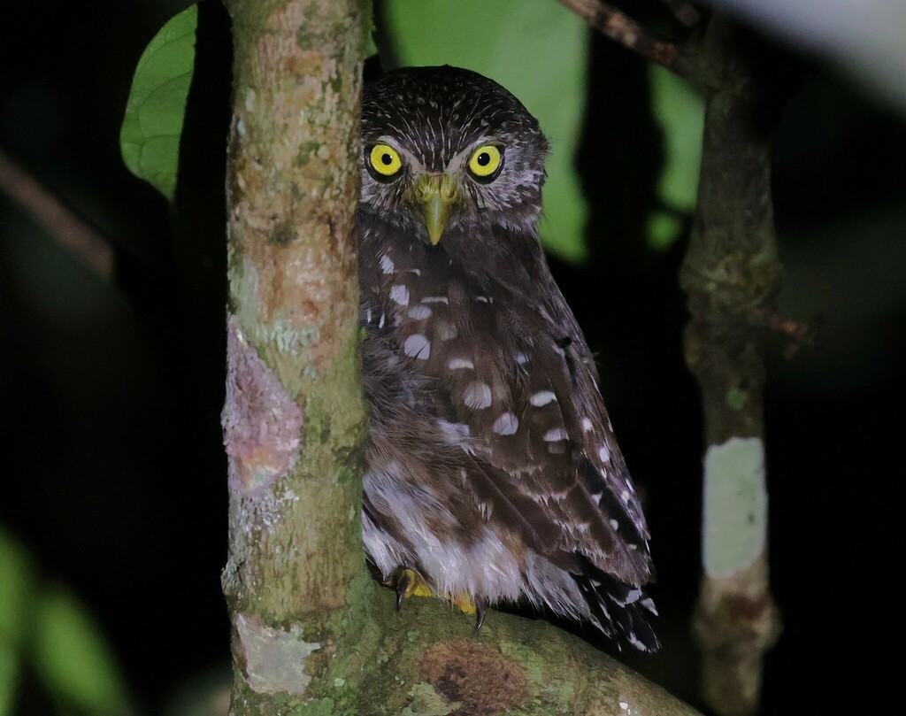 Ferruginous Pygmy-Owl from Cachoeiras de Macacu - State of Rio de ...