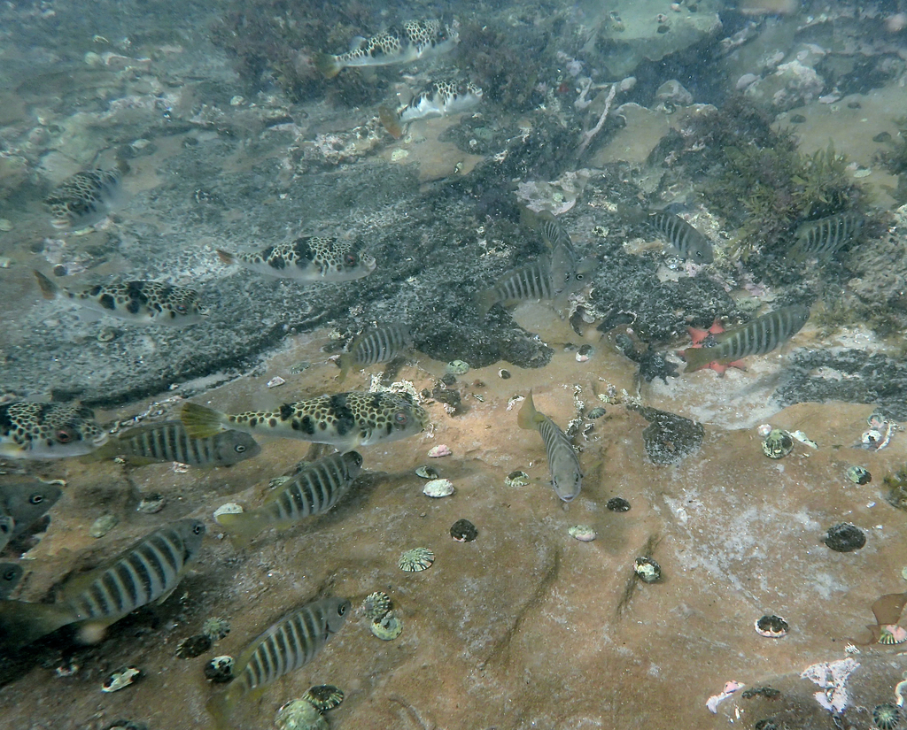Zebrafish from Hampton Beach, Victoria, Australia on January 31, 2024 ...