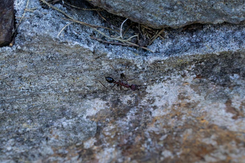 Australian Red Bull Ant from Healesville VIC 3777, Australia on January ...