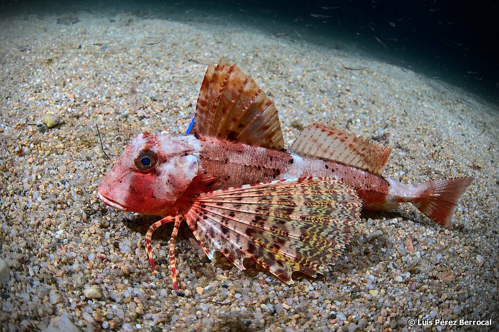 Streaked Gurnard (Fish of the Mediterranean Sea) · iNaturalist