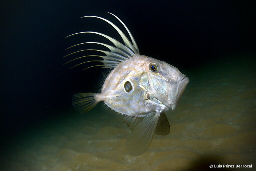 John Dory (Zeus faber) - Marine Life Identification