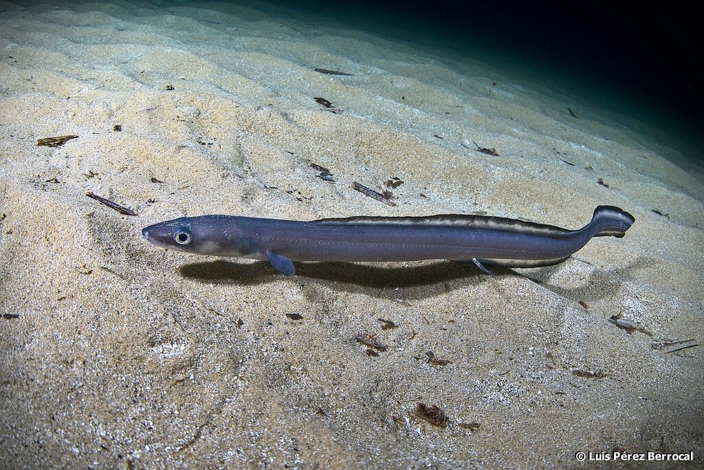 European Conger (Conger conger) - Marine Life Identification