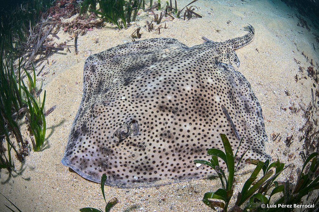 Rays (Batoidea) - Marine Life Identification
