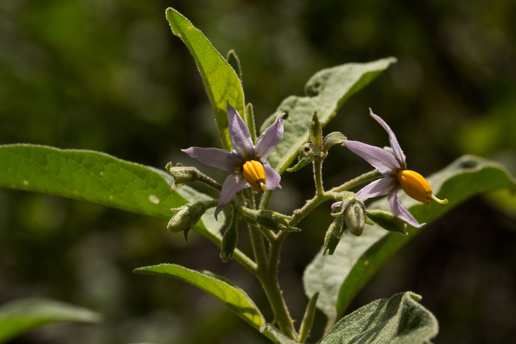 Solanum tettense renschii from D3527 Turn-off to Dzoti Conservancy ...