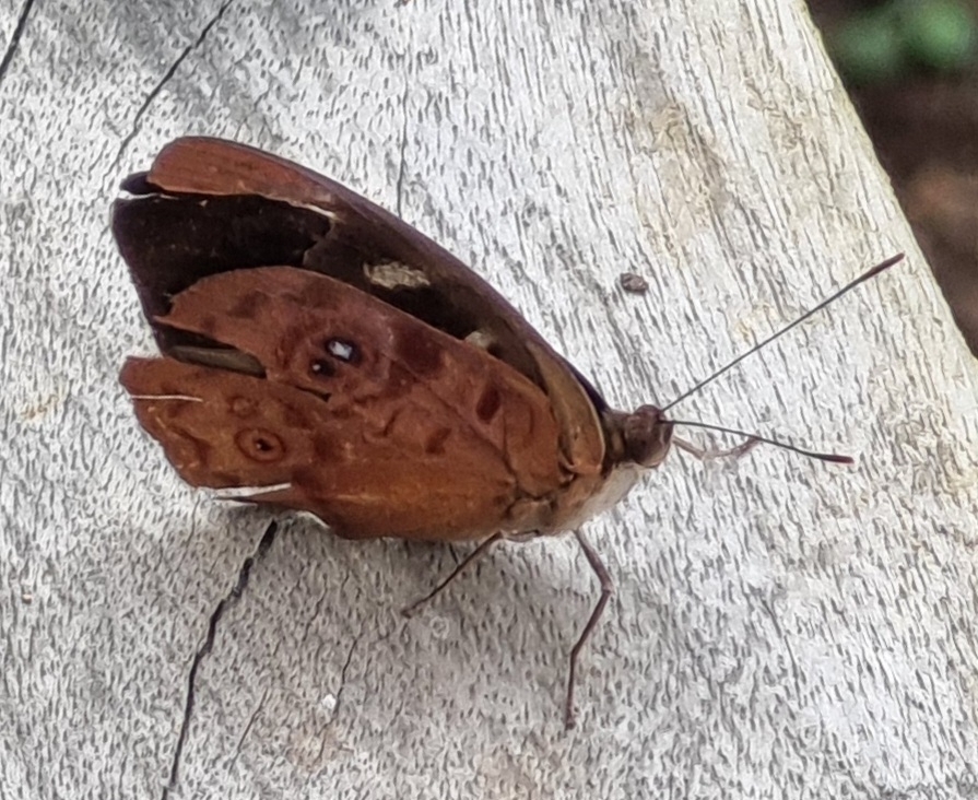 Eunica orphise from RN La Isla Escondida on January 31, 2024 at 11:52 ...