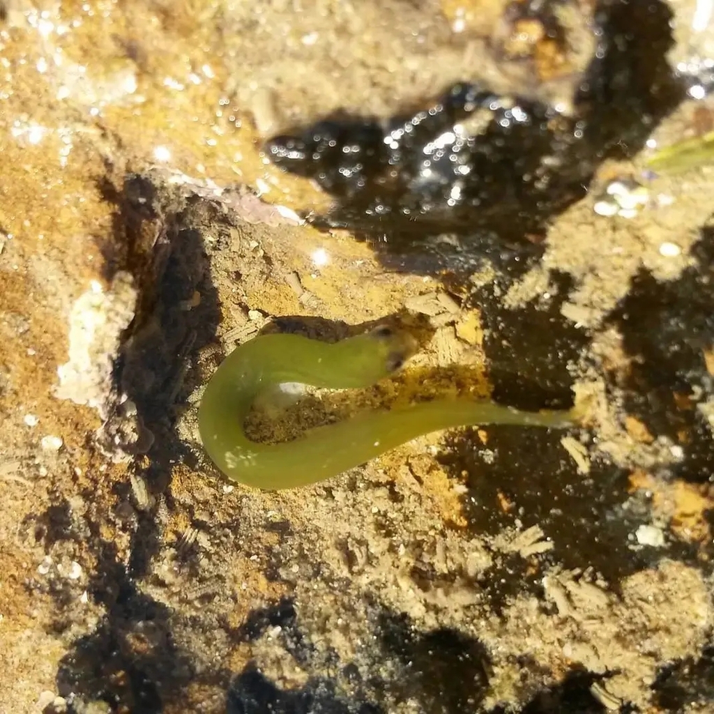 Common Shore Eel from Ricketts Point Marine Sanctuary, Port Phillip Bay ...