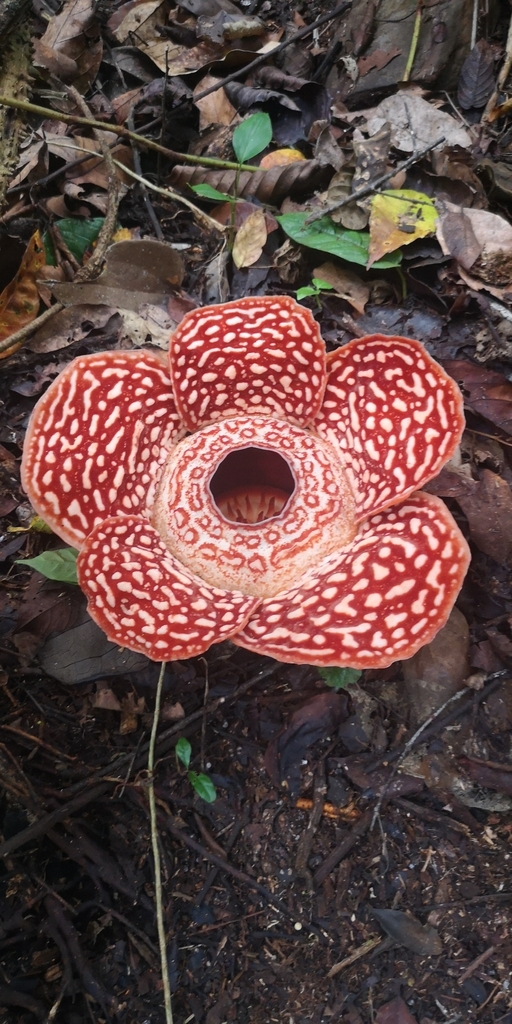 Rafflesia pricei from 347G+6P, 89200 Kota Kinabalu, Sabah, Malaysia on ...