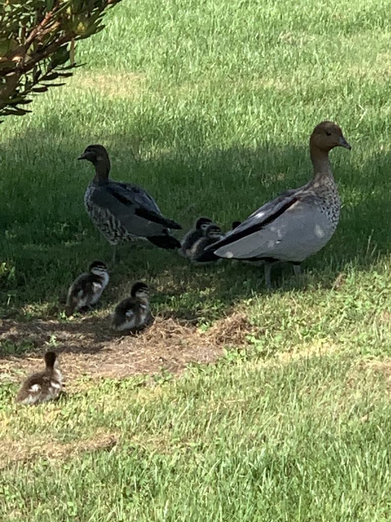 Australian Wood Duck from Amelia Ct, Drouin, VIC, AU on January 30 ...